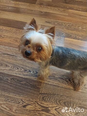 Найден Йоркширский терьер