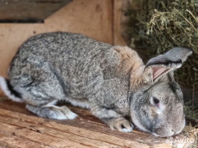 Кролик самец
