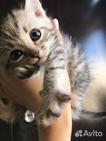 Котята бесплатно