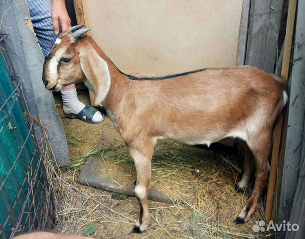 Козачка нубийская