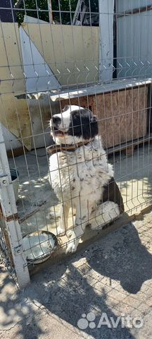 Вязка собак