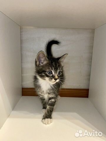 Котенок