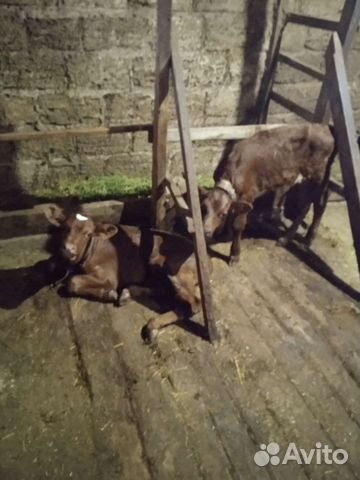 Продам двух молочных бычков