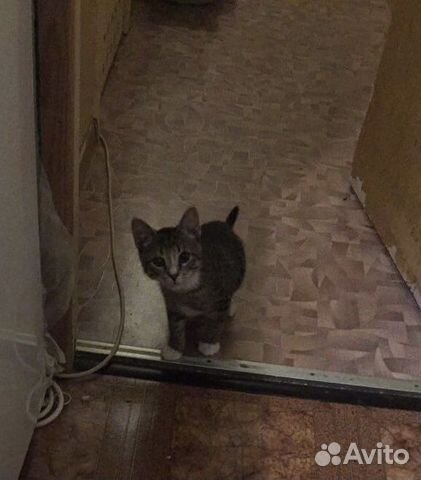 Милый озорной котенок мальчишка
