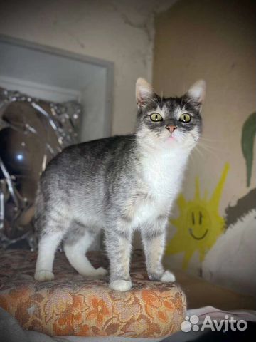 Кошка с трагической судьбой