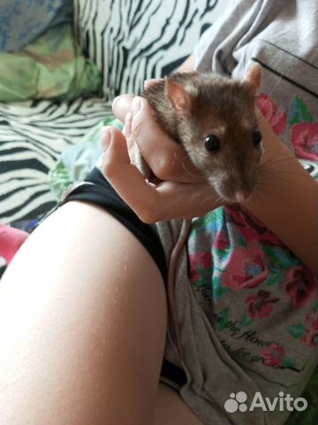 Крыска ручная