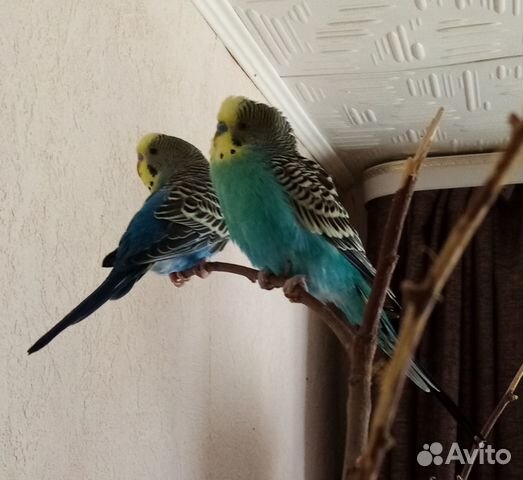 Волнистый попугай, пара