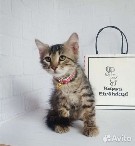 Котёнок в добрые руки, девочка