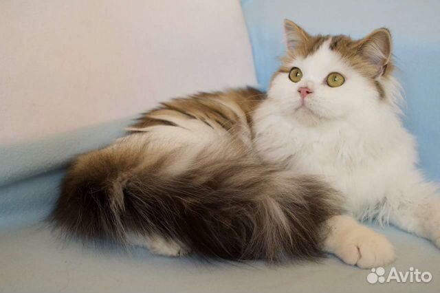 Шикарный котеечка хайленд страйт