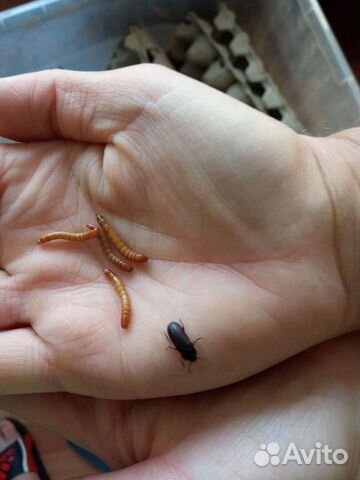 Мучной червь