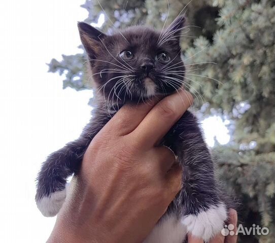 Маркизная кошечка, 2 месяца