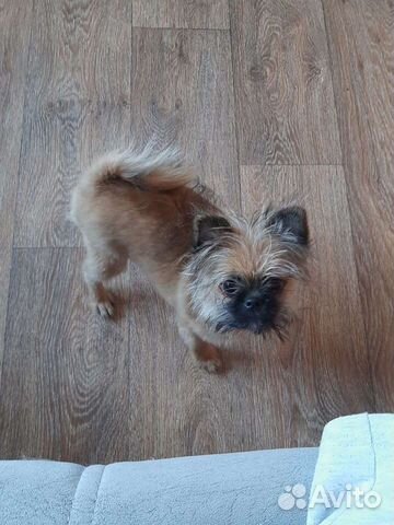 Собака метис