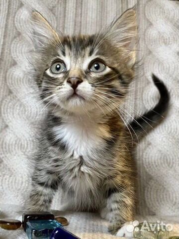 Котенок мальчик серый ищет дом