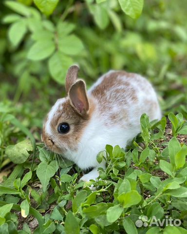 Декоративные Кролики