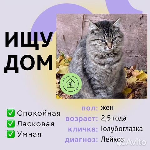 Кошечка ищет дом