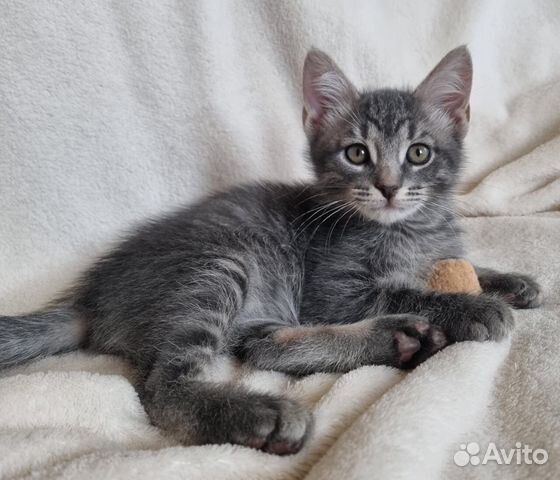 Котята ищут дом