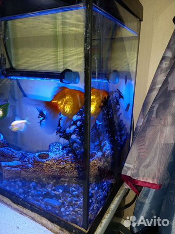 Золотая рыбка