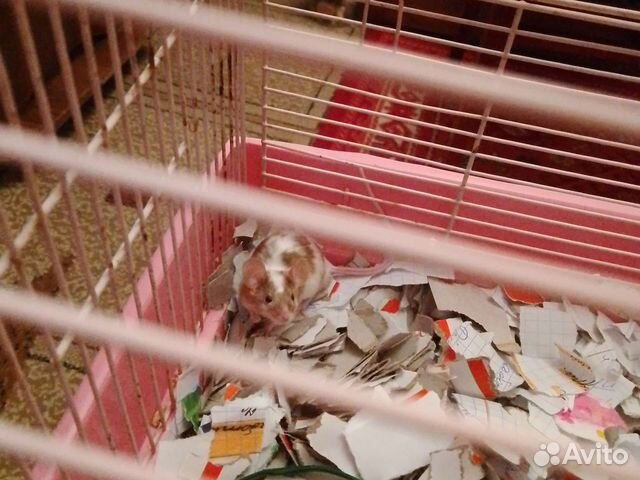 Декоративный мышонок, мальчик