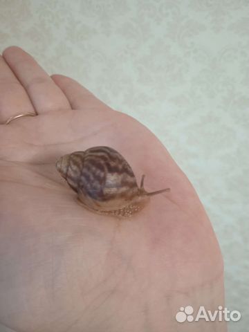 Улитки Ахатины