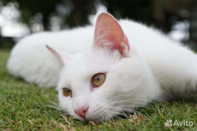 Котик Добрыня