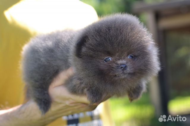 Голубая куколка