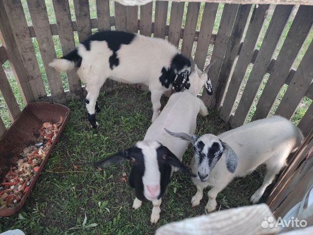 1 козёл и две козы