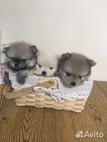 Щенки померанского шпица