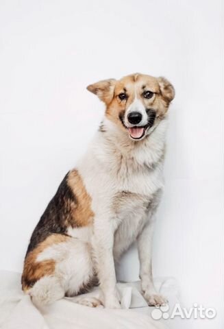 Жизнерадостная собака, в хорошие руки, бесплатно