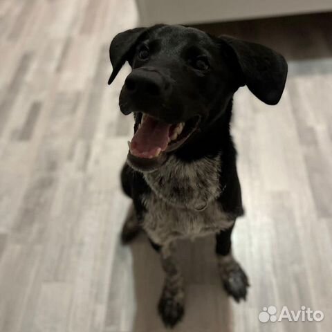 Отдам щенка в добрые руки