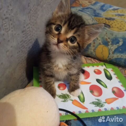 Метис британец