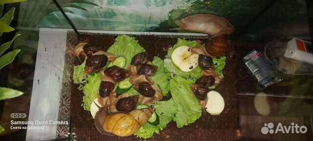 Улитки ахатины бесплатно