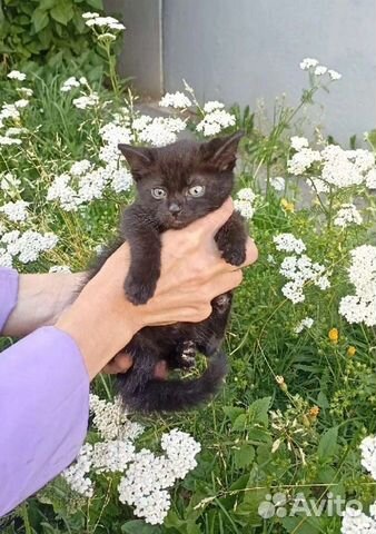 Котёнок Малышка
