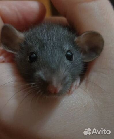 Крыса дамбо