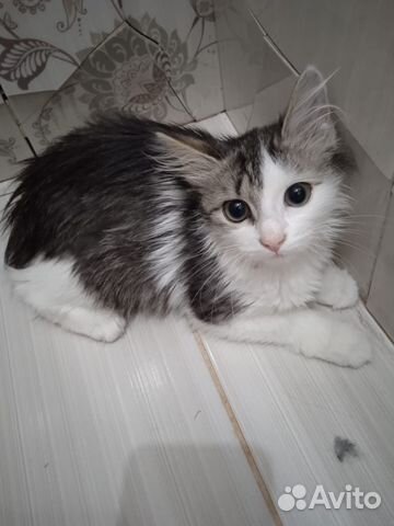 Котёнок Смоки 2,5мес, лоток на отлично