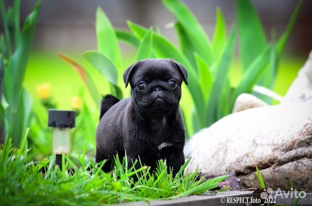 Мопсюшка сладкая девочка мечта