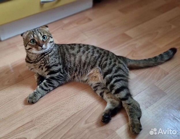 Вислоухий котик Арчи