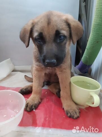 Собака в добрые руки щенок