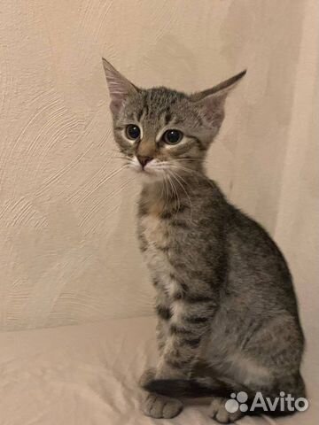 Котенок девочка в добрые руки