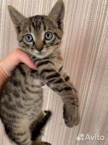 Котенок мальчик бесплатно