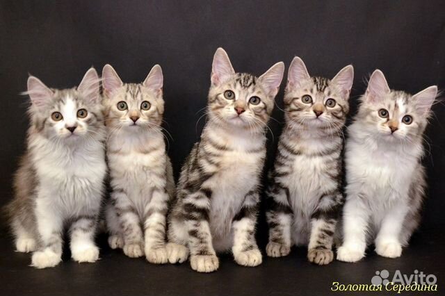 Серебряные курилочки