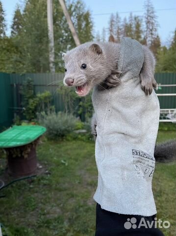 Норка живая