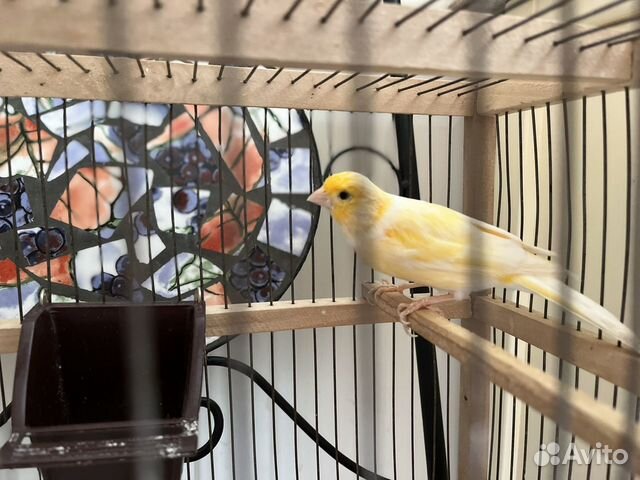Певчий кенар с клеткой
