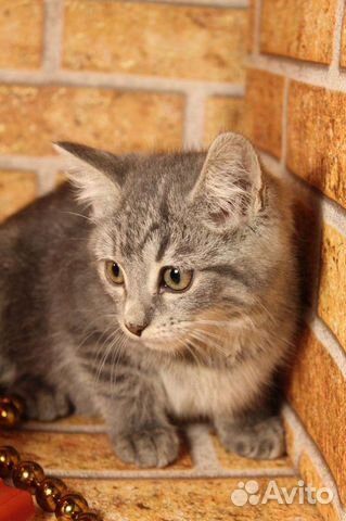 Котенок Сильва в добрые руки
