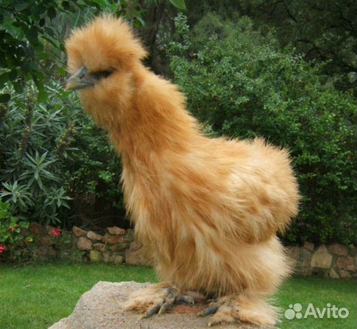 Шелковая Китайская курица