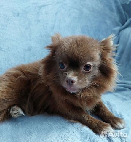 Шпиц девочка взрослая