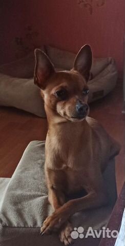 Пражский крысарик, кобель. Вязка