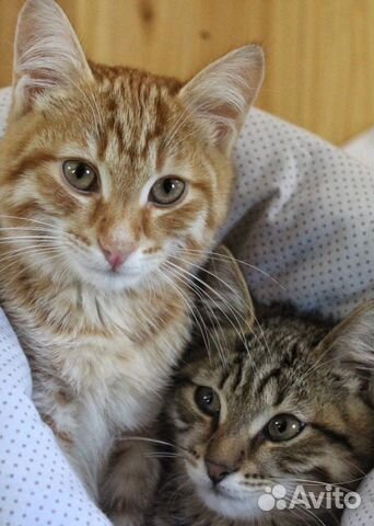 Европейская