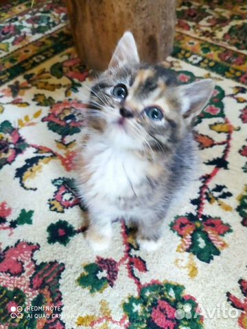 Кошка и котята в дар