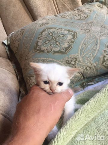 Котенок британский альбинос