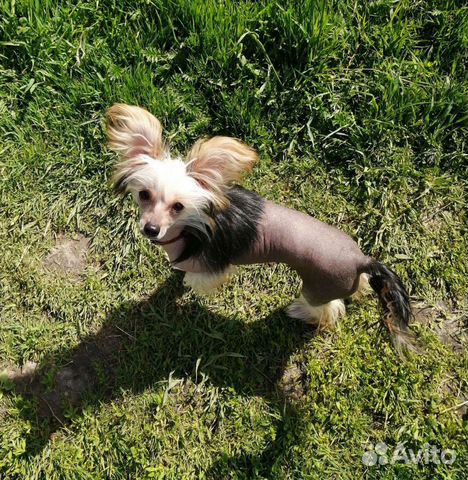 Очень миниатюрная девочка с документами